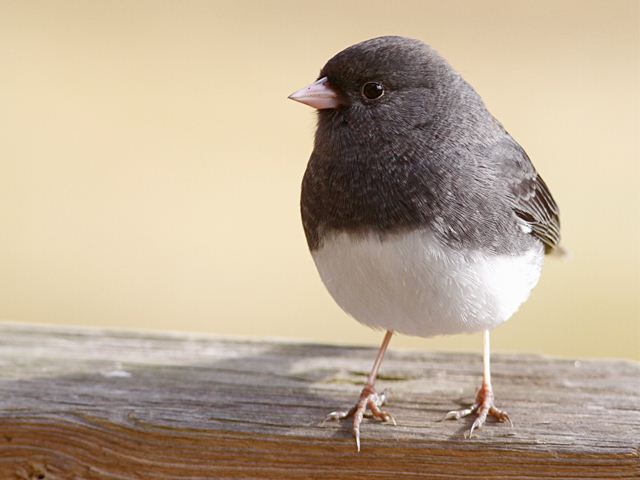 Dark-eyed Junco