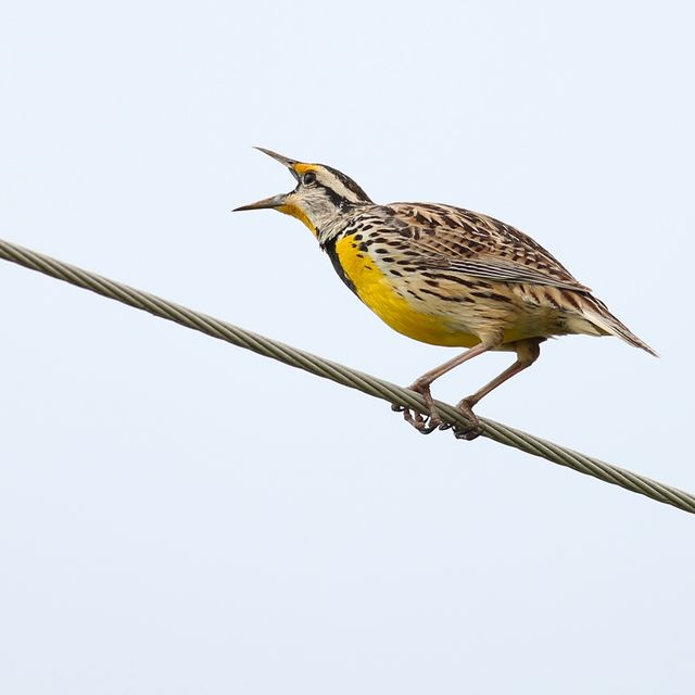 Eastern Meadowlark