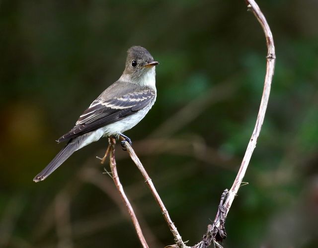 Eastern Wood-Pewee