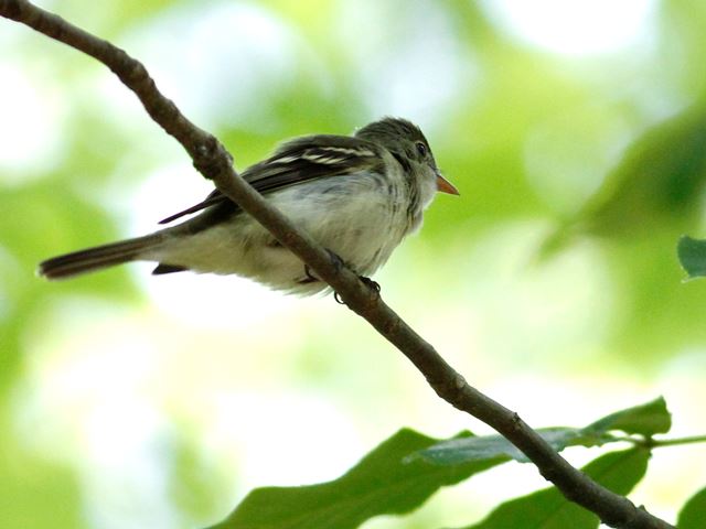 Eastern Wood-Pewee
