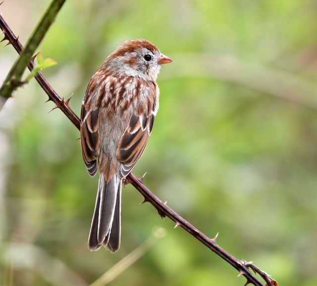 Field Sparrow