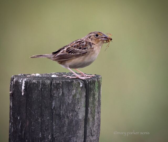 Grasshopper Sparrow