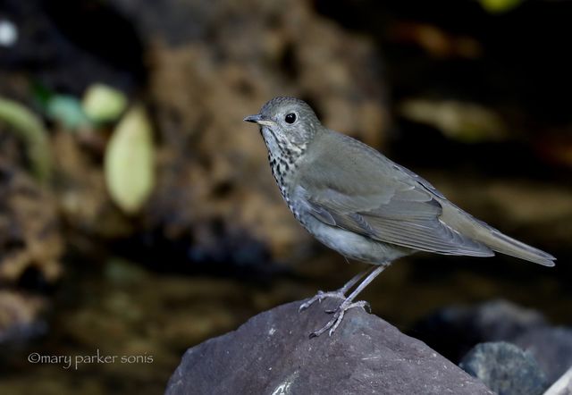 Gray-cheeked Thrush