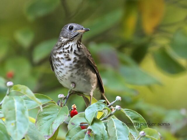 Gray-cheeked Thrush