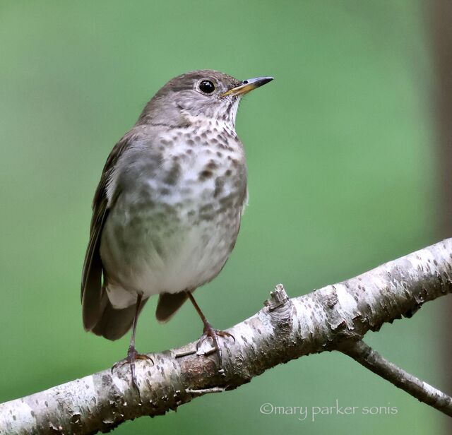 Gray-cheeked Thrush
