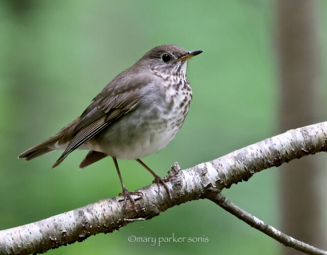 Gray-cheeked Thrush