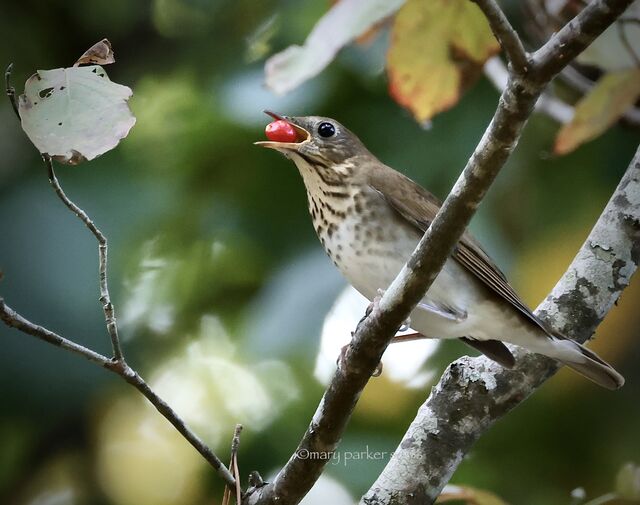 Gray-cheeked Thrush