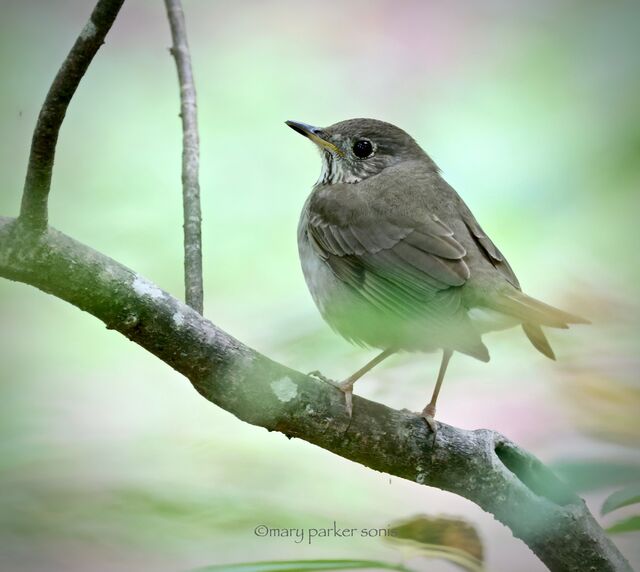 Gray-cheeked Thrush