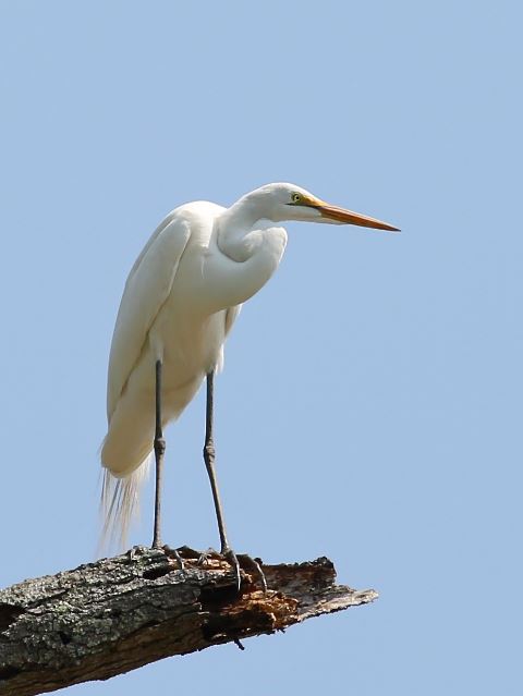 Great Egrets
