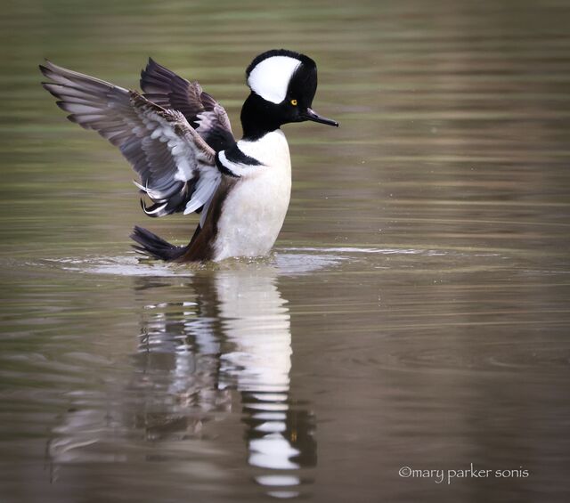 Hooded Merganser