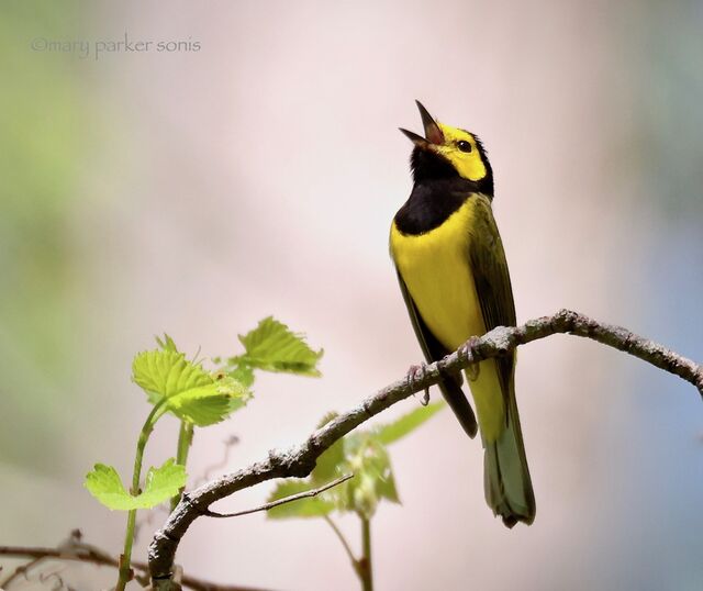 Hooded Warbler
