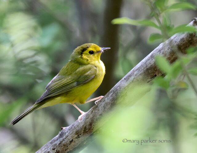 Hooded Warbler