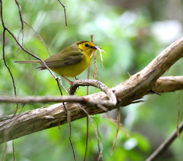 Hooded Warbler