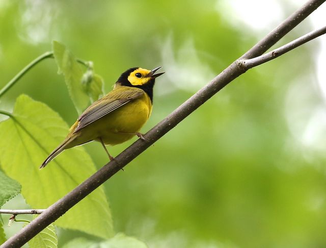 Hooded Warbler