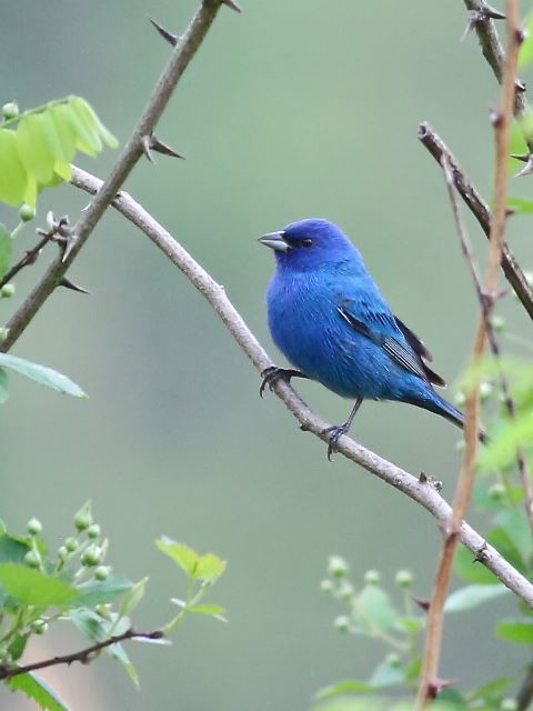 Indigo Bunting