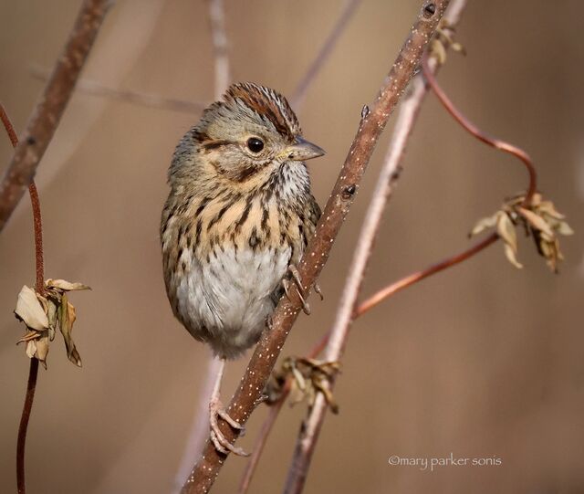Lincoln's Sparrow