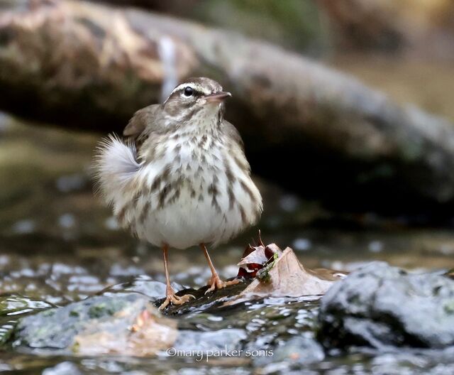 Louisiana Waterthrush