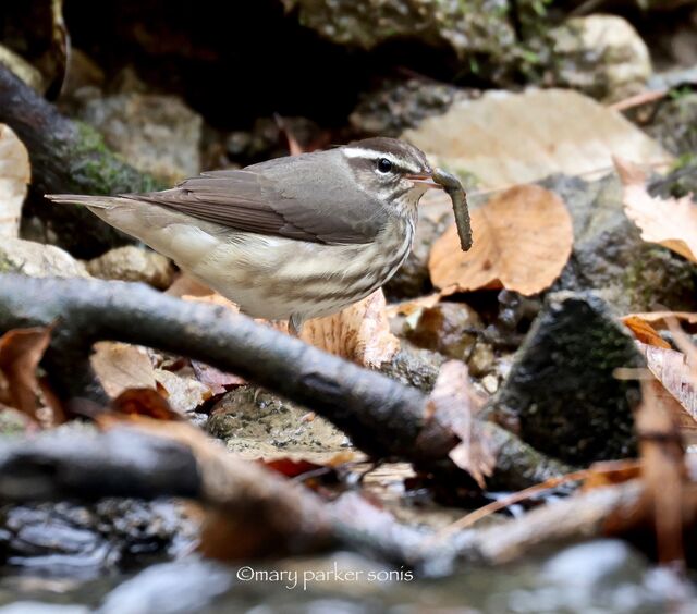 Louisiana Waterthrush