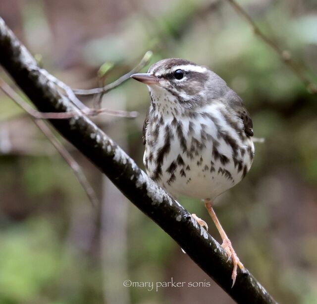 Louisiana Waterthrush