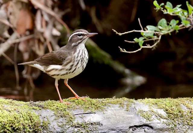 Louisiana Waterthrush