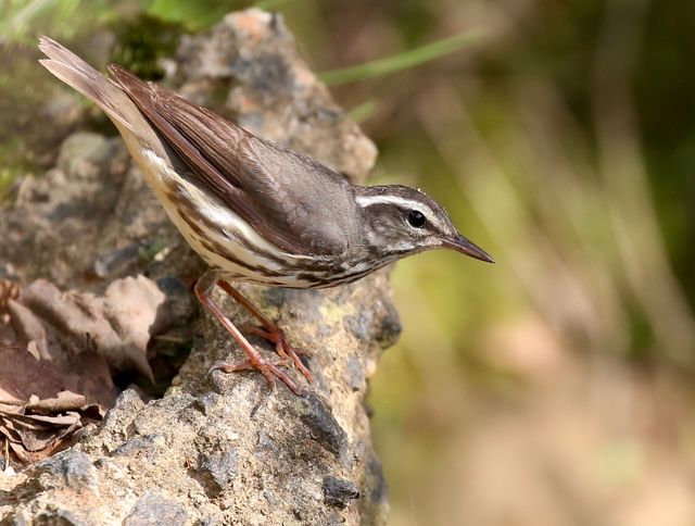 Louisiana Waterthrush