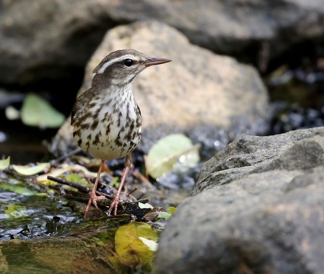 Louisiana Waterthrush