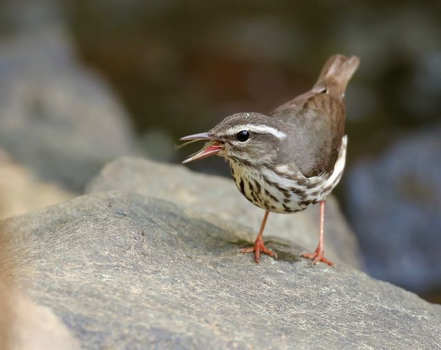 Louisiana Waterthrush
