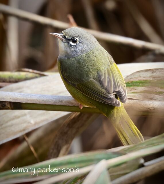 MacGillivray's Warbler
