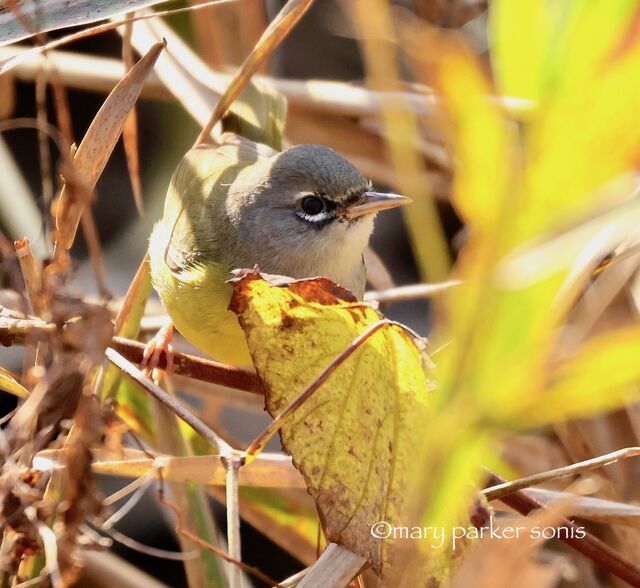 MacGillivray's Warbler
