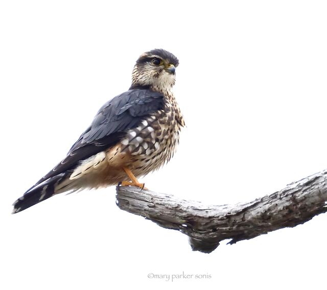 Merlin