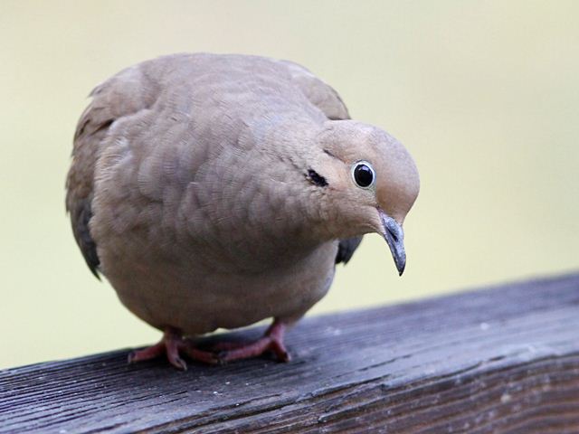 Mourning Dove