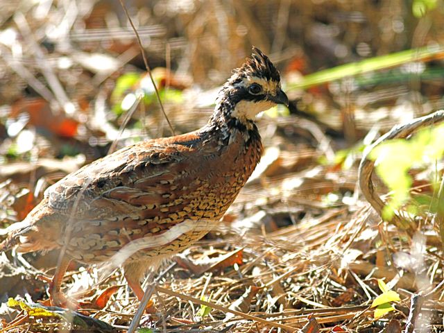 Northern Bobwhite