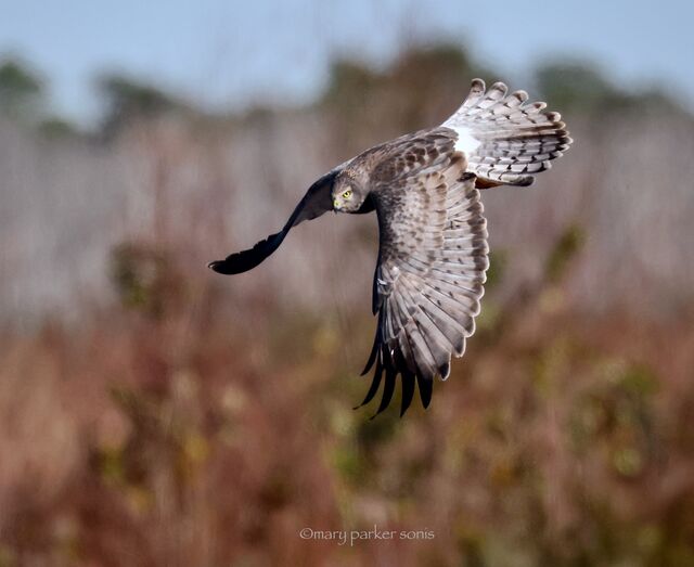 Northern Harrier