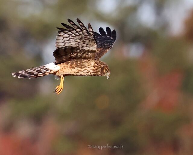 Northern Harrier