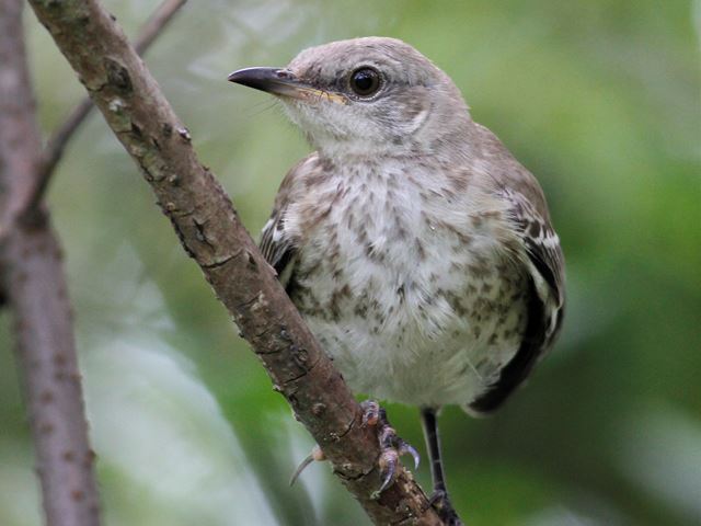 Northern Mockingbird