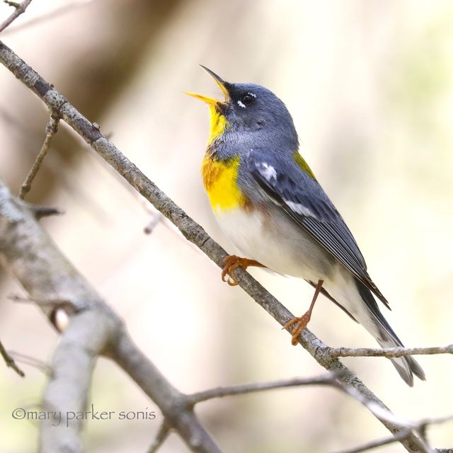 Northern Parula