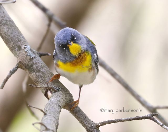 Northern Parula