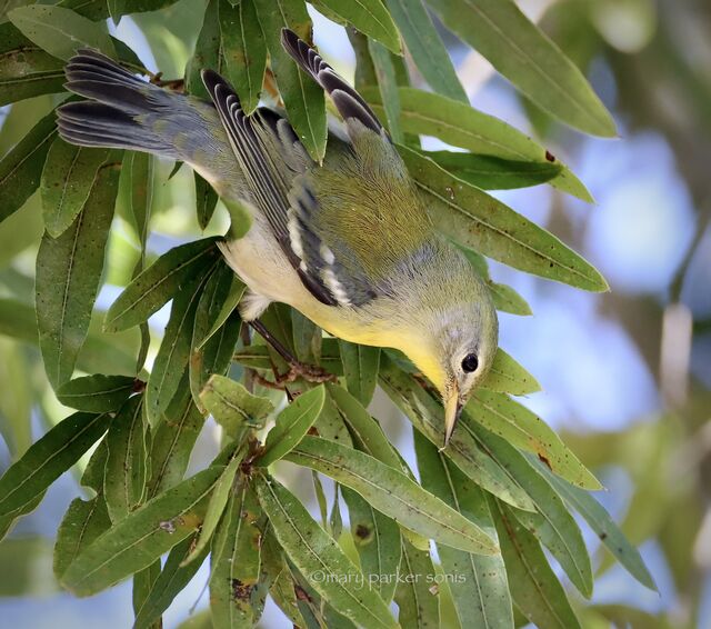 Northern Parula