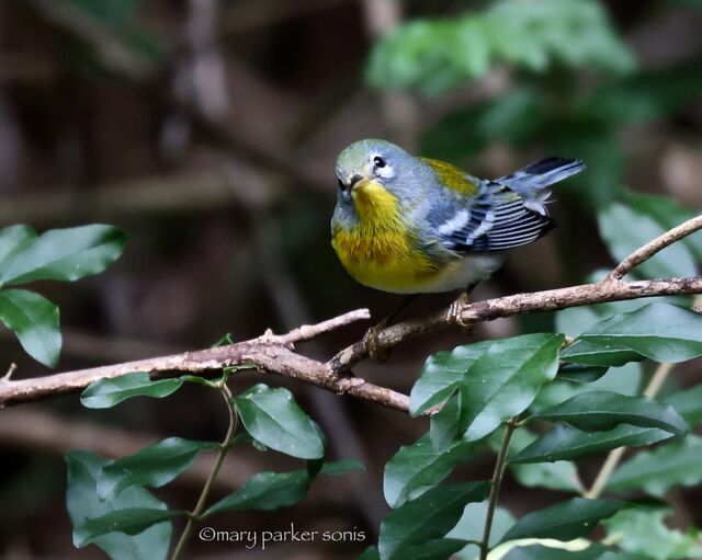 Northern Parula