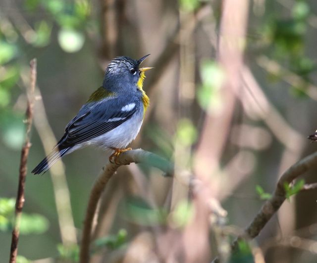 Northern Parula