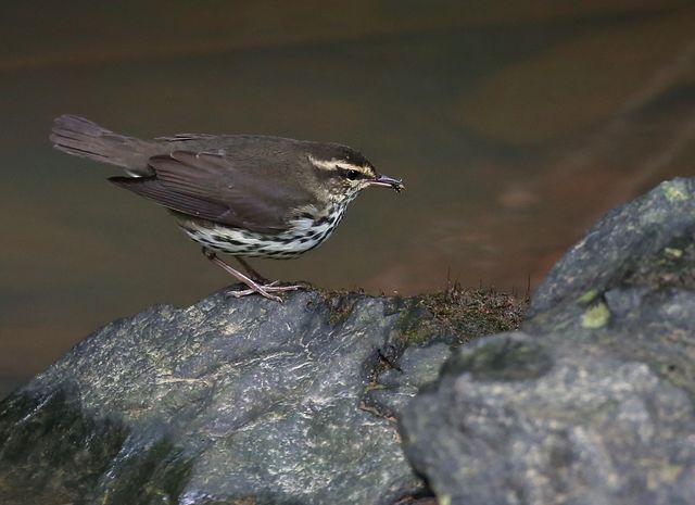 Northern Waterthrush