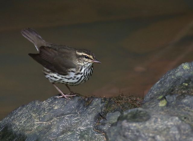 Northern Waterthrush