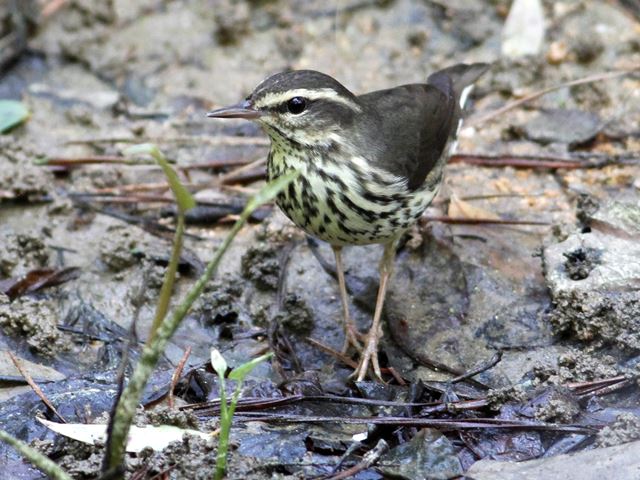Northern Waterthrush