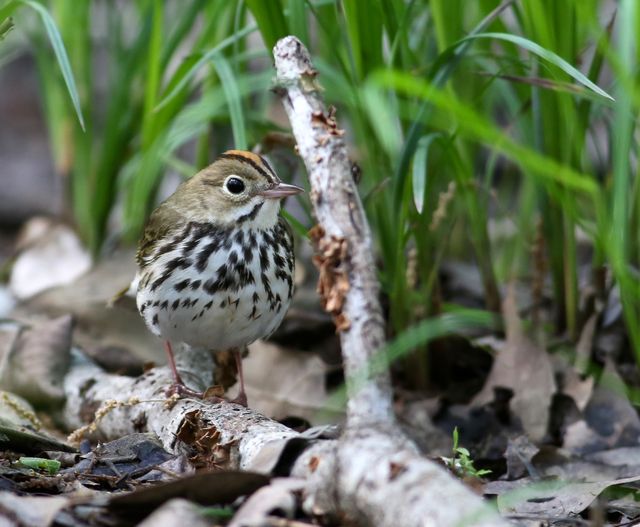 Ovenbird