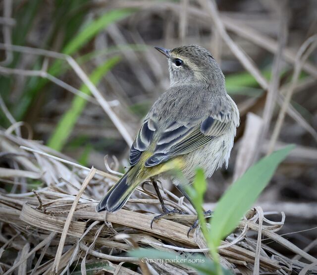 Palm Warbler