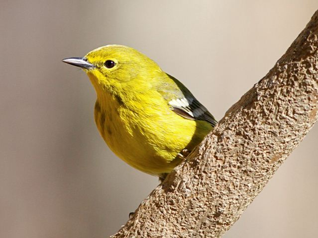 Pine Warbler