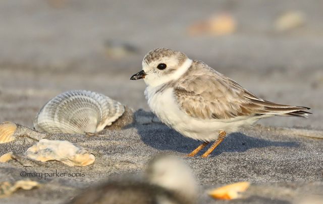 Piping Plover