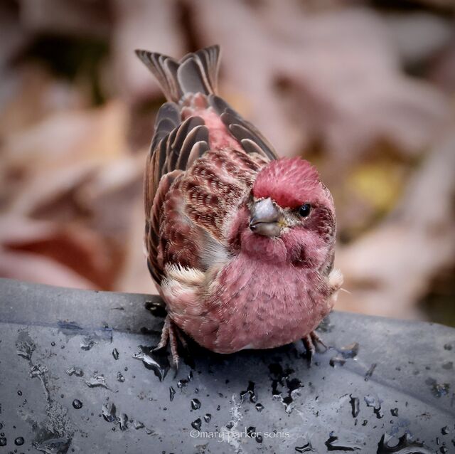 Purple Finch