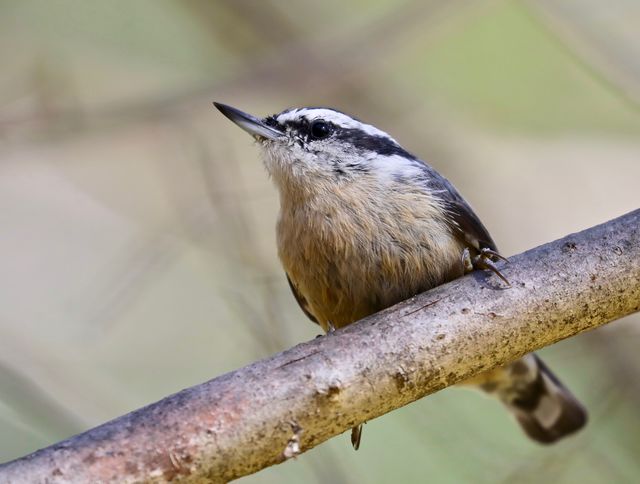 Red-breasted Nuthatch