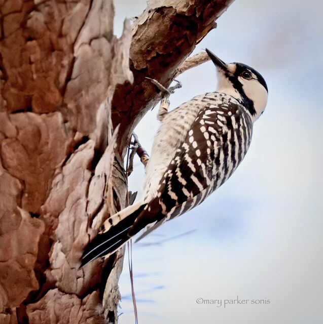 Red-cockaded Woodpecker